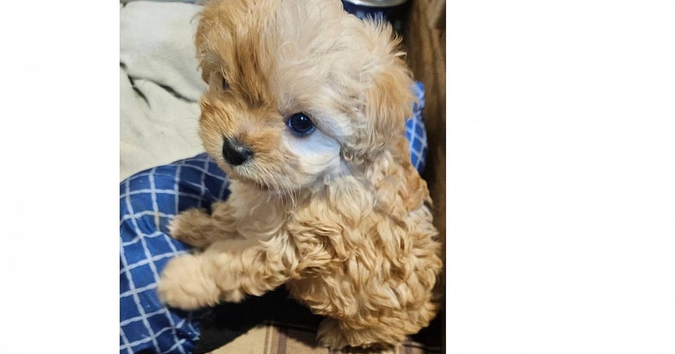 small dog good with kids cavapoo, Smartpuppy.com